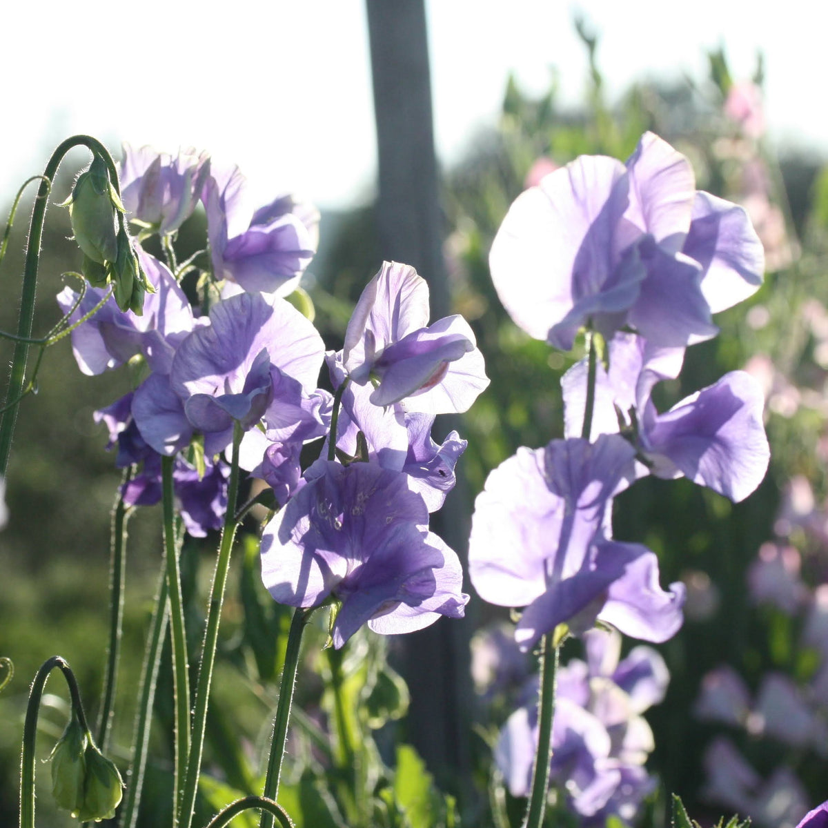 Erteblomst Noel Sutton – Blomsterhagen på Abildsø