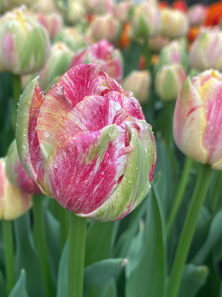Tulipan Sprinkle Dip 10 stk – Blomsterhagen på Abildsø