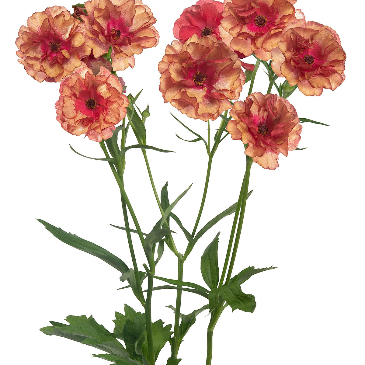 Sommerfuglranunkler Musa 3 stk – Blomsterhagen på Abildsø