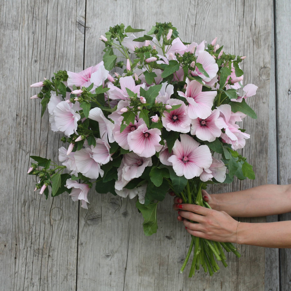 Hagepoppelrose New Dwarf Pink Blush – Blomsterhagen på Abildsø