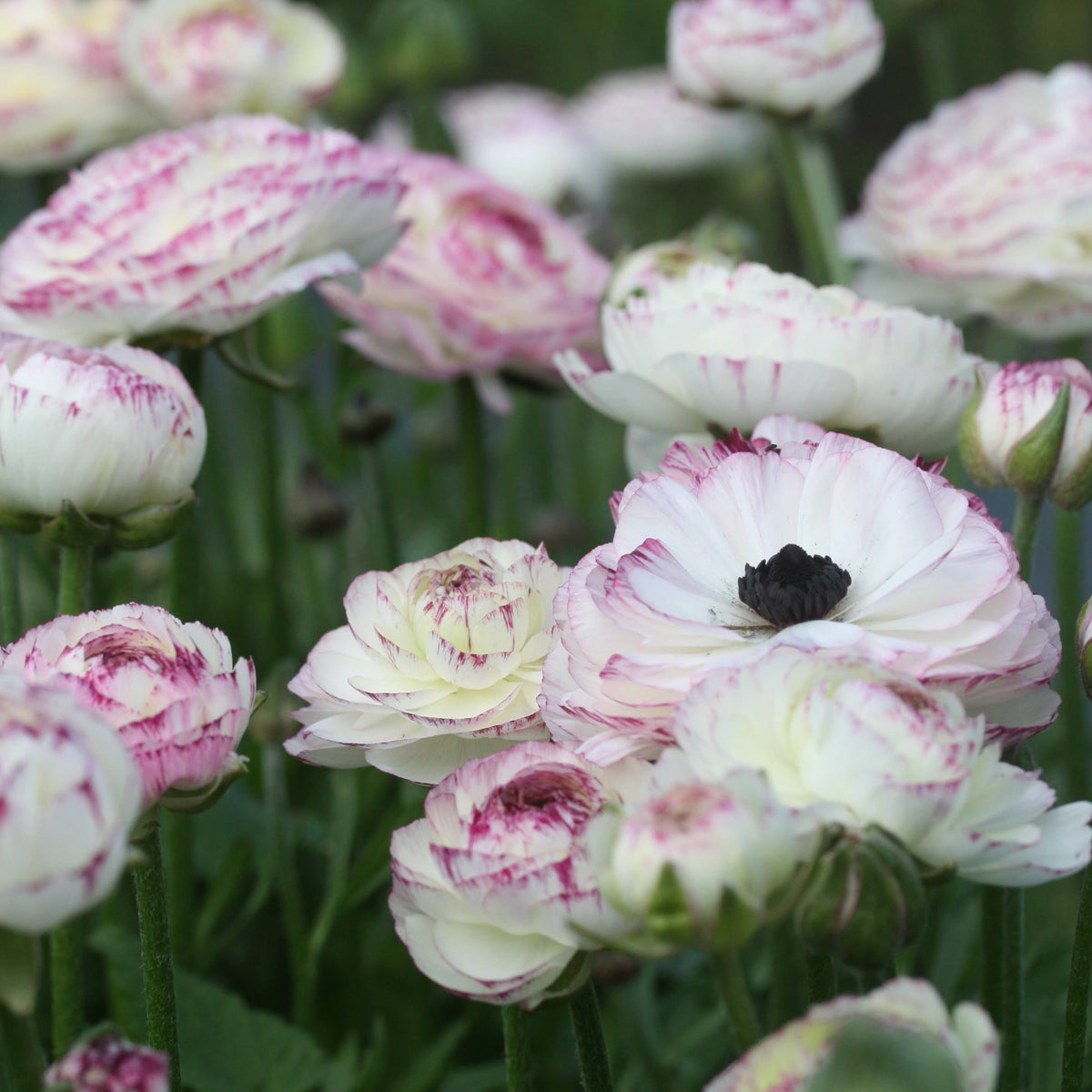 Ranunkler White Picotee 10 stk – Blomsterhagen på Abildsø