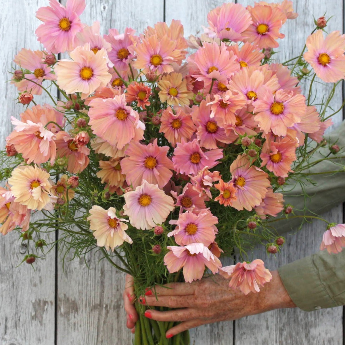 Cosmos Apricotta – Blomsterhagen på Abildsø