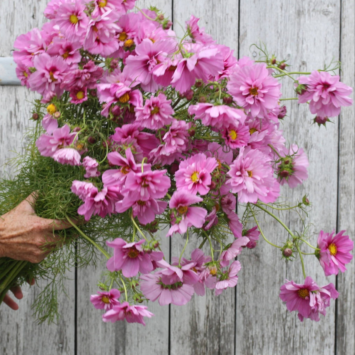 Cosmos Fizzy Pink Dark Centre – Blomsterhagen på Abildsø